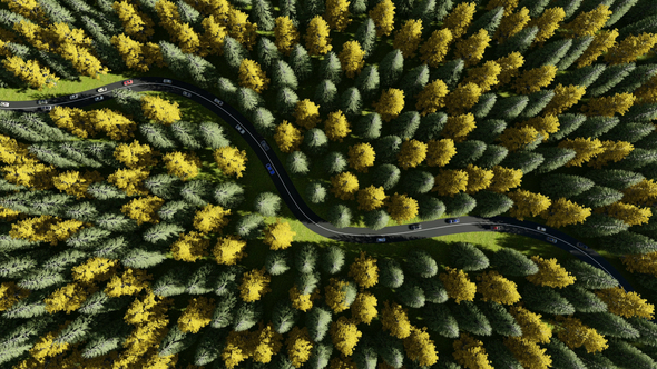 Road in the Forest, Motion Graphics | VideoHive