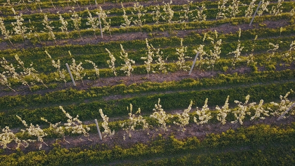 Blooming Pear Garden, Stock Footage | VideoHive