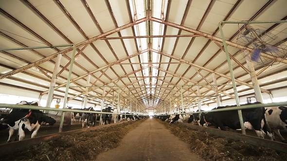 Fat Cows Stand in Corral Lines on Livestock Farm, Stock Footage | VideoHive