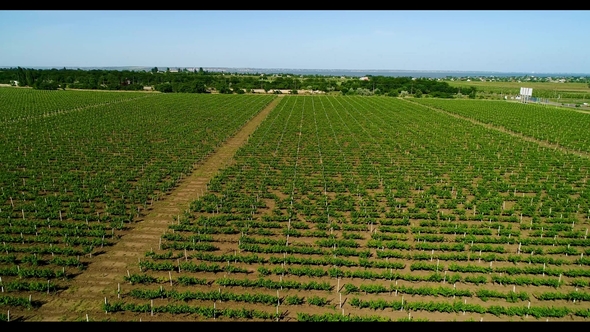 Aerial View of Grape Field in Summer., Stock Footage | VideoHive