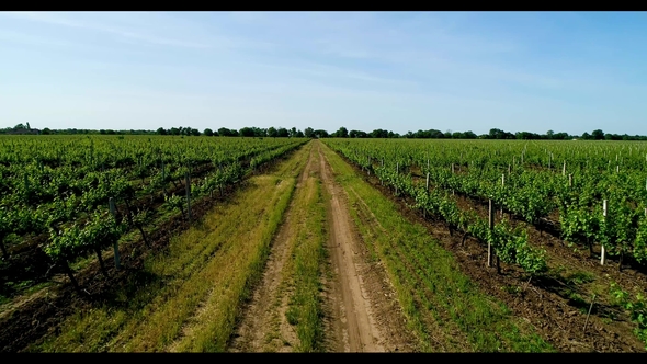 Aerial View of Grape Field in Summer. Road Between the Grapes Fields ...