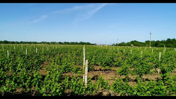 Aerial View of Grape Field in Summer., Stock Footage | VideoHive