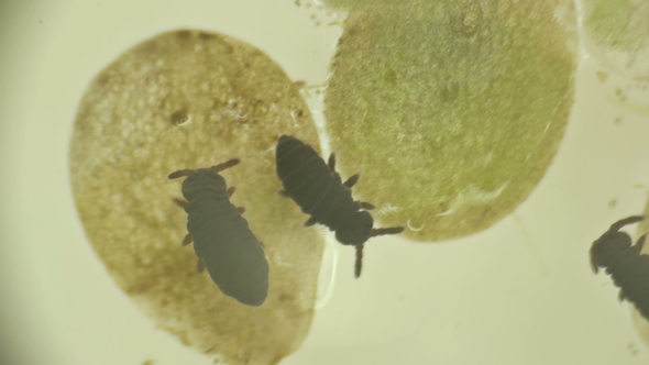 Insect Collembola Moves on Leaves in a Pond Under a Microscope, Stock ...