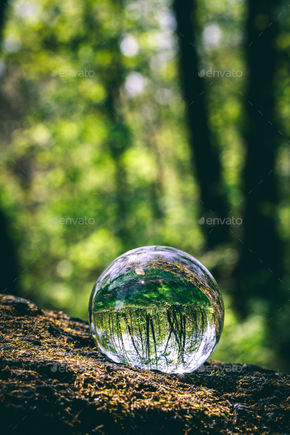 Glass sphere with forest reflection in it, standing on a tree Stock ...