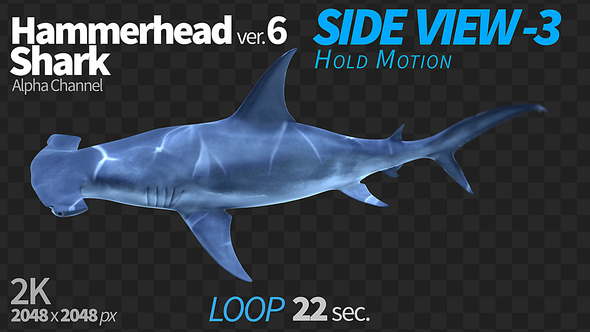 Hammerhead Shark 6 Side View-3, Motion Graphics | VideoHive