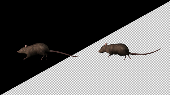 3D Rat Running, Motion Graphics | VideoHive