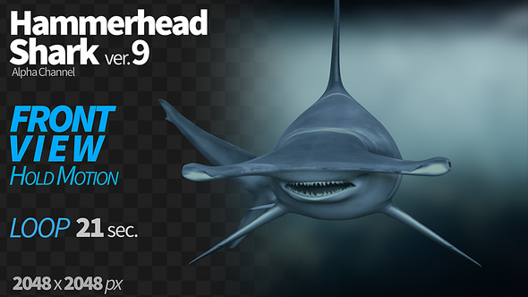 Hammerhead Shark 9 Front View, Motion Graphics | VideoHive