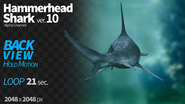 Hammerhead Shark 10 Back View, Motion Graphics | VideoHive