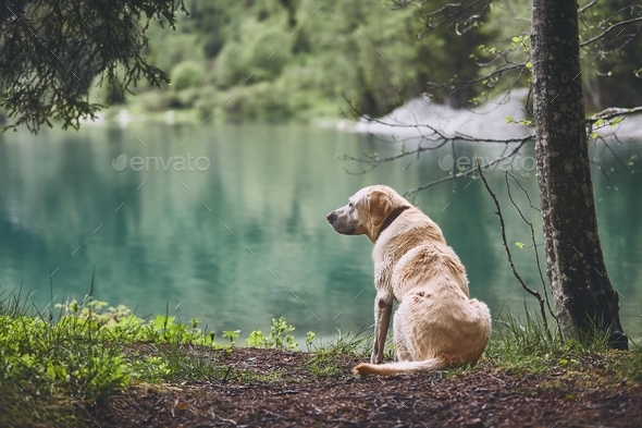 Dog in forest Stock Photo by Chalabala | PhotoDune
