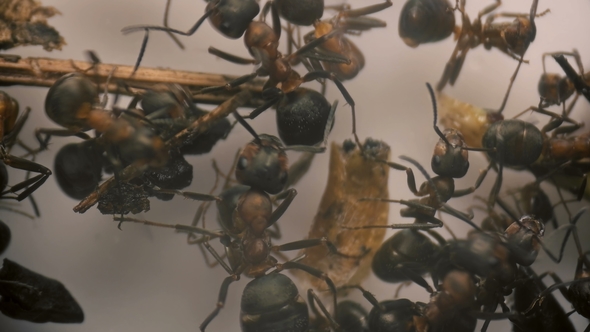 Fussy Ants Under a Microscope, Stock Footage | VideoHive