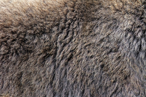 Real texture of brown bear fur Stock Photo by byrdyak | PhotoDune