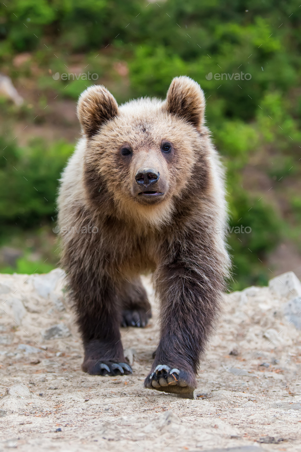 Brown bear cub in a spring forest Stock Photo by byrdyak | PhotoDune