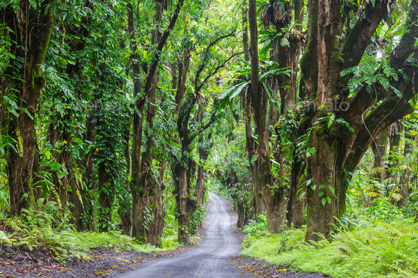Road in jungle Stock Photo by Galyna_Andrushko | PhotoDune