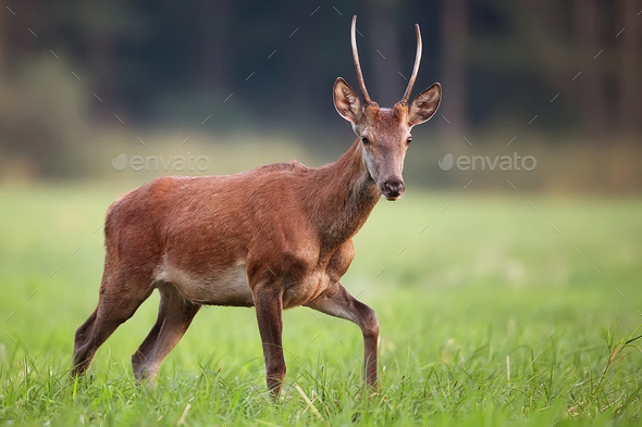 Red deer in a clearing Stock Photo by johan10 | PhotoDune