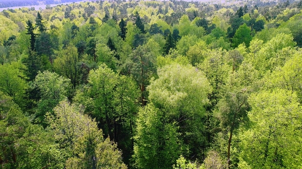 Flying Between the Trees in the Spring Forest., Stock Footage | VideoHive