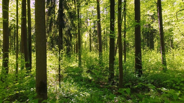 Flying Between the Trees in the Spring Forest., Stock Footage | VideoHive