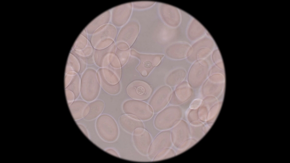 Frog Blood Under a Microscope, Stock Footage | VideoHive