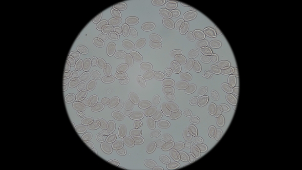 Frog Blood Under a Microscope, Stock Footage | VideoHive