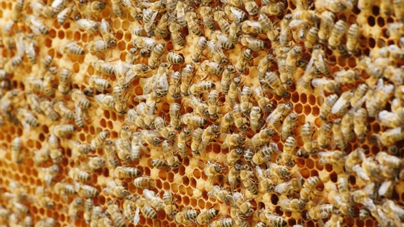 Colony of Bees at Work in the Hive. Tightly Sitting on a Frame ...