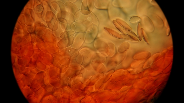 Frog Blood Under a Microscope, Stock Footage | VideoHive