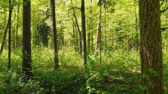 Flying Between the Trees in the Spring Forest., Stock Footage | VideoHive