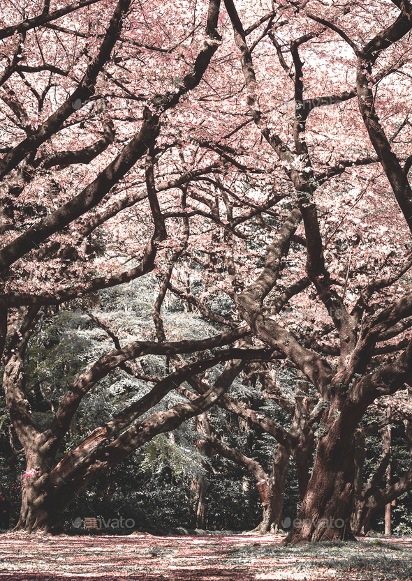 Cherry Blossom Forest Stock Photo by lensandshutter | PhotoDune