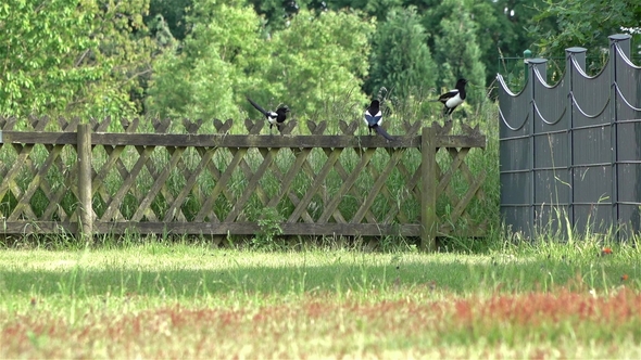 Recording of Magpies on Fence, Stock Footage | VideoHive