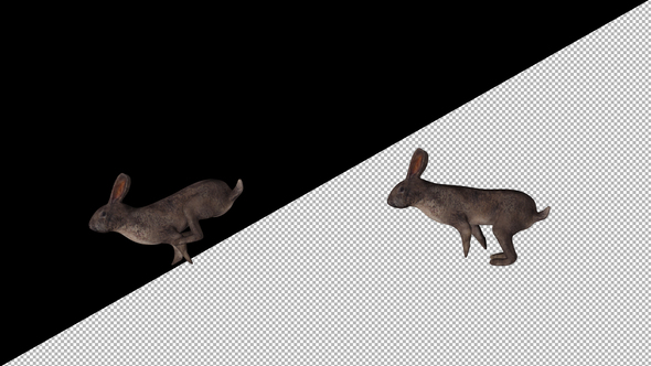Wild Rabbit Run, Motion Graphics | VideoHive