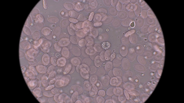 Blood of a Fish Under a Microscope, Stock Footage | VideoHive