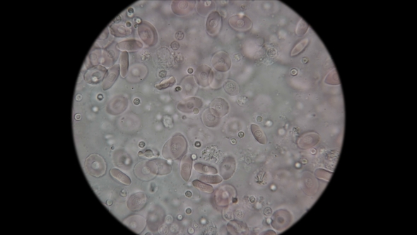 Blood of a Fish Under a Microscope, Stock Footage | VideoHive