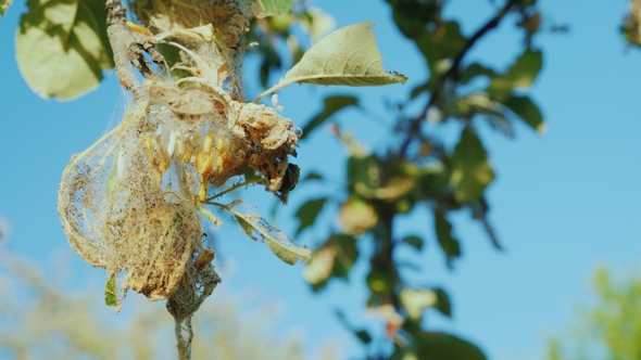 Colony of Caterpillars on an Apple Tree. Pests in the Garden Spoil the ...