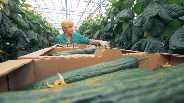Female Greenery Worker Is Checking Seedlings for Mature Cucumbers ...