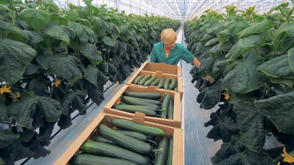 Process of Harvesting of Cucumbers Grown in a Greenhouse, Stock Footage