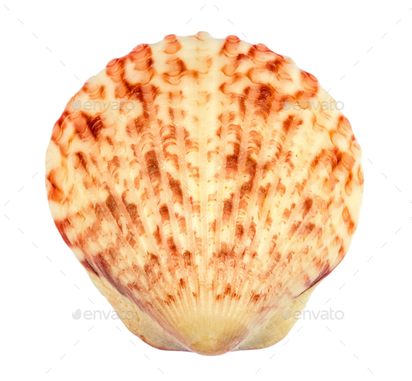 Calico Scallop Sea Shell Stock Photo by andylid | PhotoDune