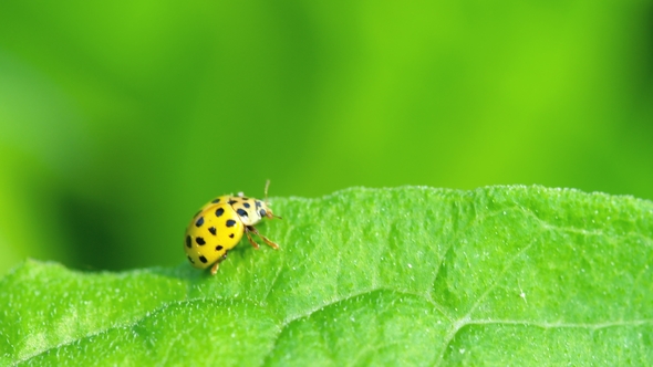 Ladybug in the Grass, Stock Footage | VideoHive