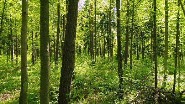 Flying Between the Trees in the Spring Forest., Stock Footage | VideoHive