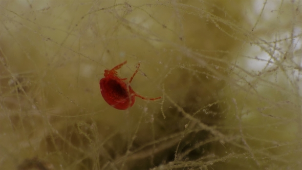 Water mite-Hydrachnidia Under a Microscope, Stock Footage | VideoHive
