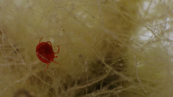 Water Mite Hydrachnidia Under a Microscope, Stock Footage | VideoHive
