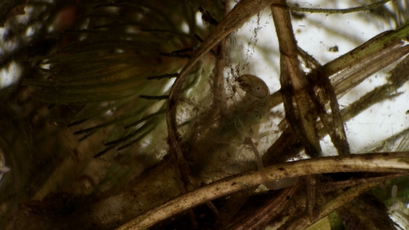 The Larva of the Caddisfly in Its Cobweb House, Under a Microscope ...