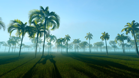 Movement Among Palm Trees, Motion Graphics | VideoHive