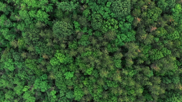 Aerial Rotating View From Drone of Forest with Green Trees, Stock Footage