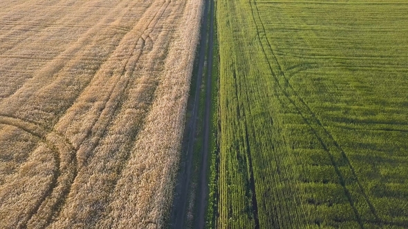 Road Between Fields by sergeyxsp | VideoHive