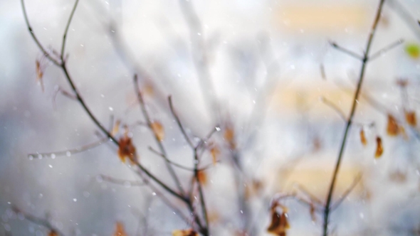 Snow Falling Against Faded Autumn Tree, Stock Footage | VideoHive