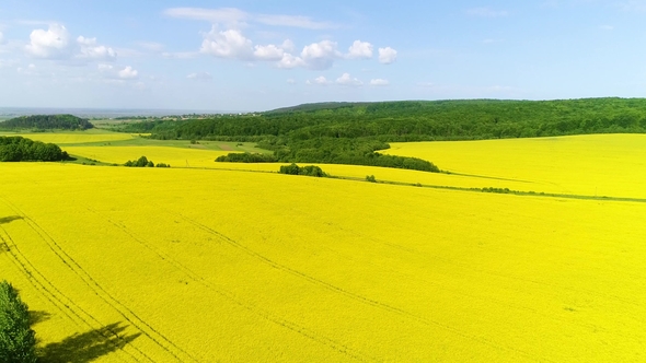 Aerial View of a Field of Rapeseed with Beautiful Cloud, Stock Footage