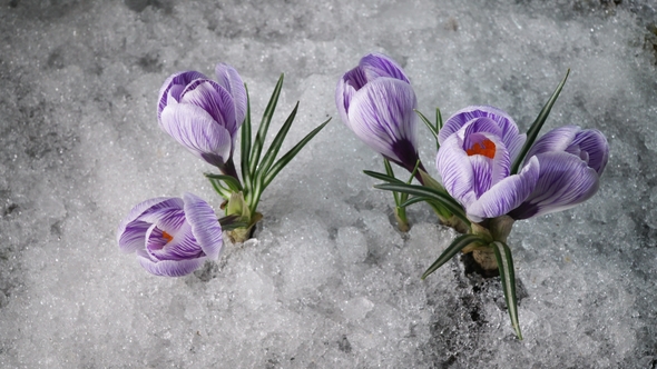 Snow Melting and Crocus Flower Blooming in Spring, Stock Footage ...