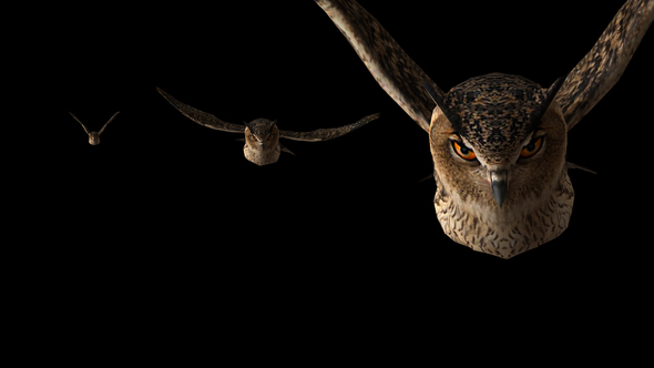 Owl Flying to Camera, Motion Graphics | VideoHive