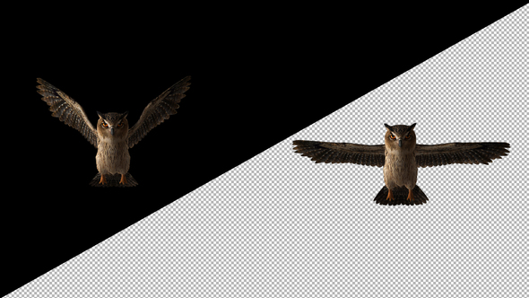 Owl Glide, Motion Graphics | VideoHive