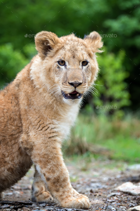 Young lion cub in the wild Stock Photo by byrdyak | PhotoDune