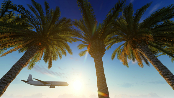 Airplane Flying Over Tropical Palm Tree, Motion Graphics | VideoHive