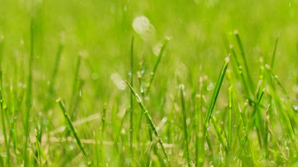 Drops of Rain Falling on Green Grass, Stock Footage | VideoHive